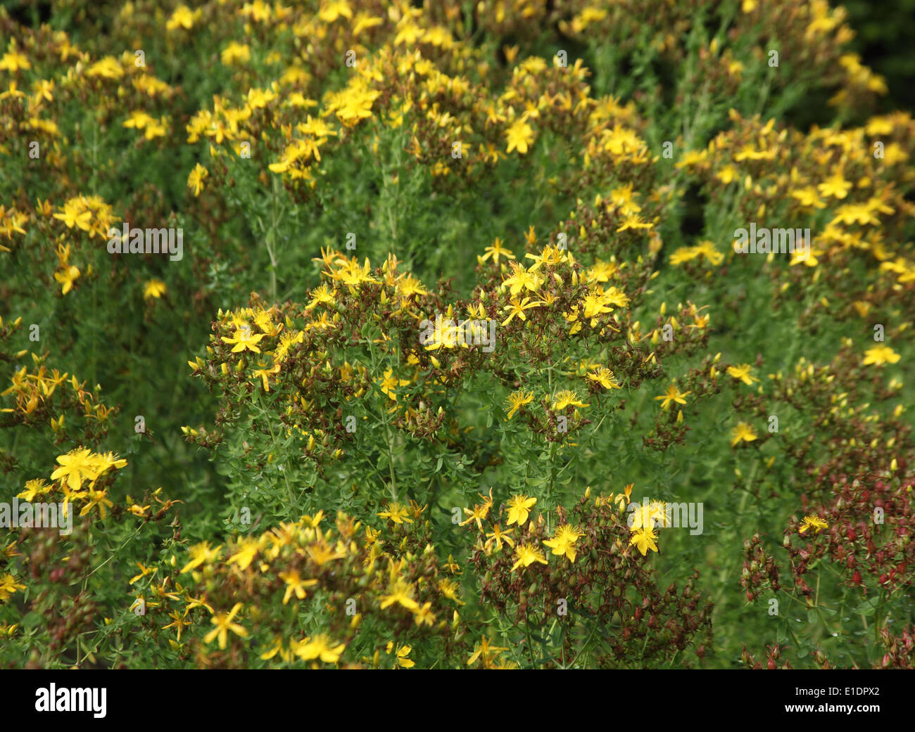 Hypericum perforatum St Johns Wort plant in flower Stock Photo - Alamy