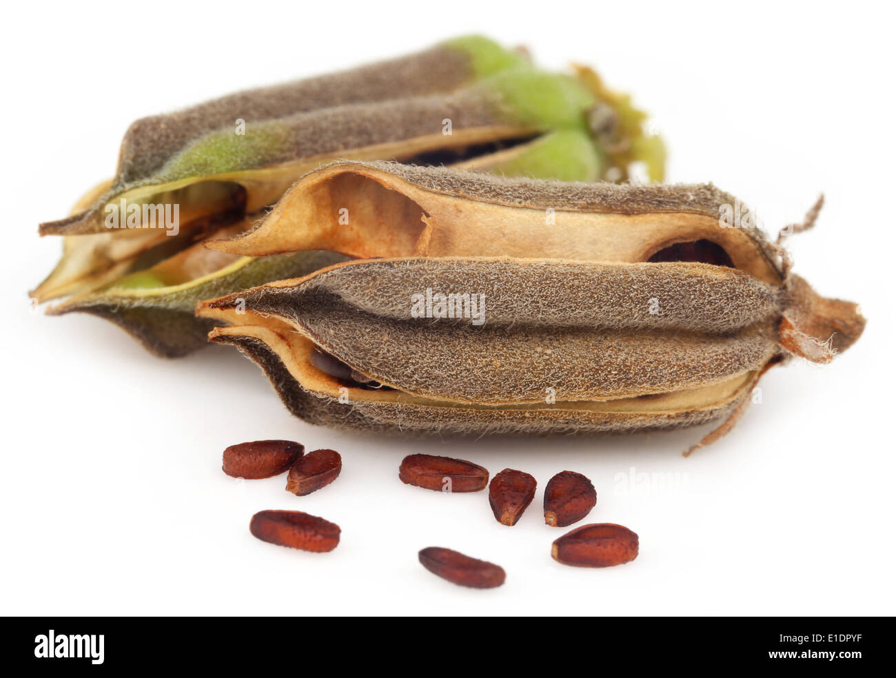 Sesame Pod