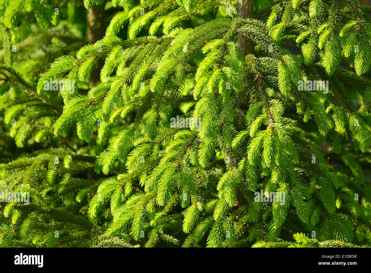 Closeup pinetree hi-res stock photography and images - Alamy
