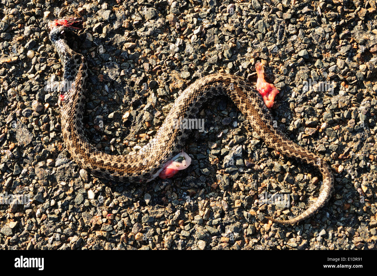 Iberian Cross Adder (Vipera seoanei) smashed on the road Stock Photo ...