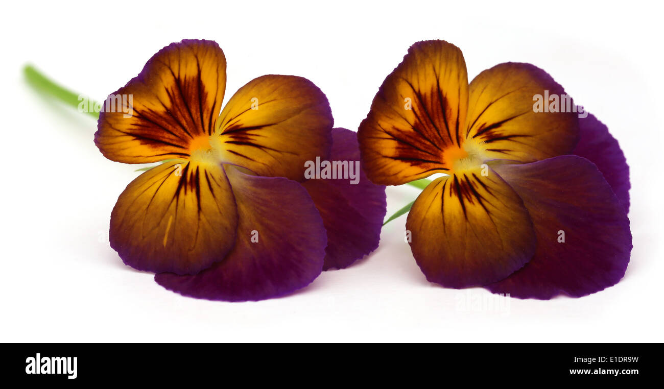 Viola flower over white background Stock Photo - Alamy