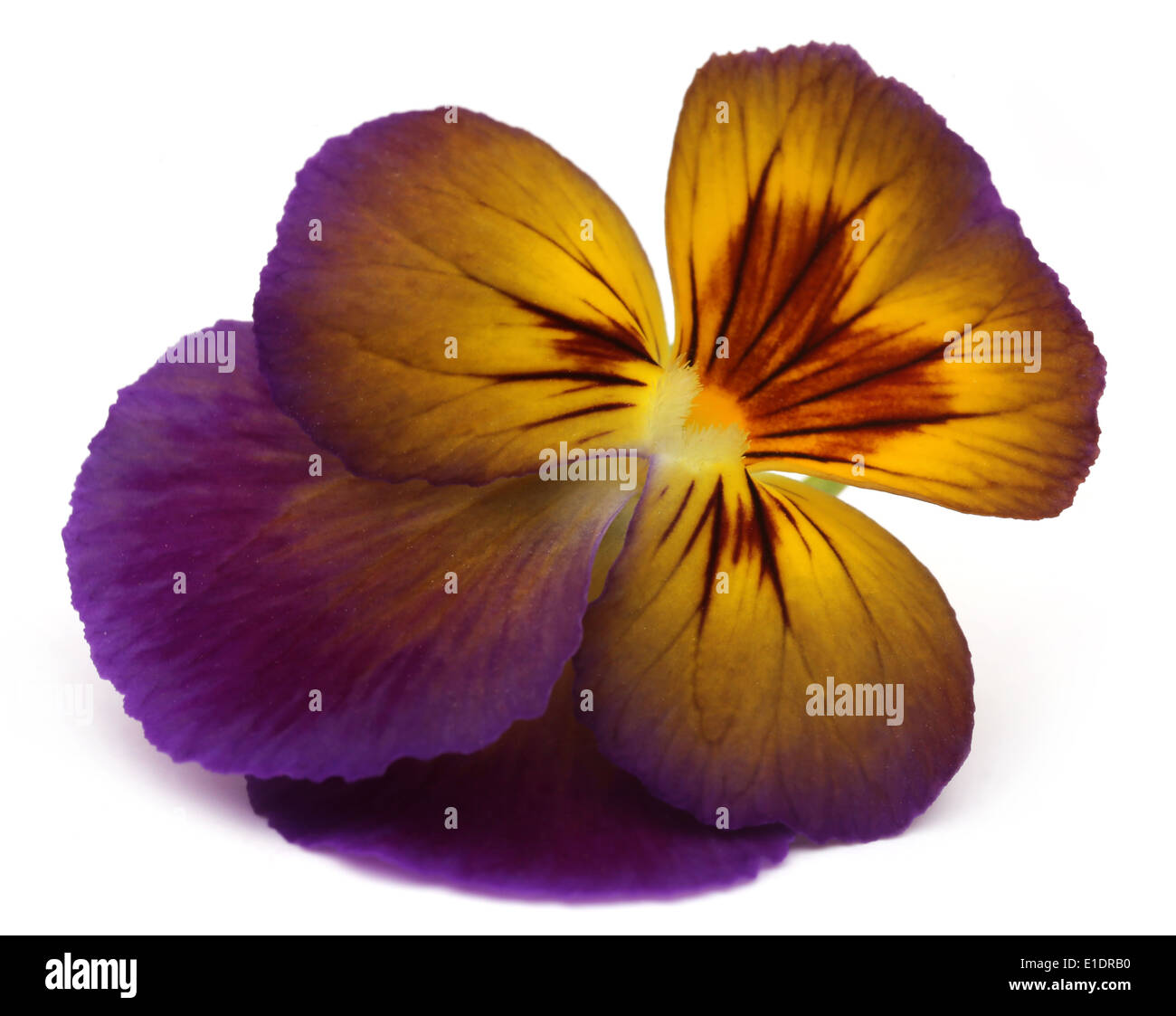 Viola flower over white background Stock Photo - Alamy