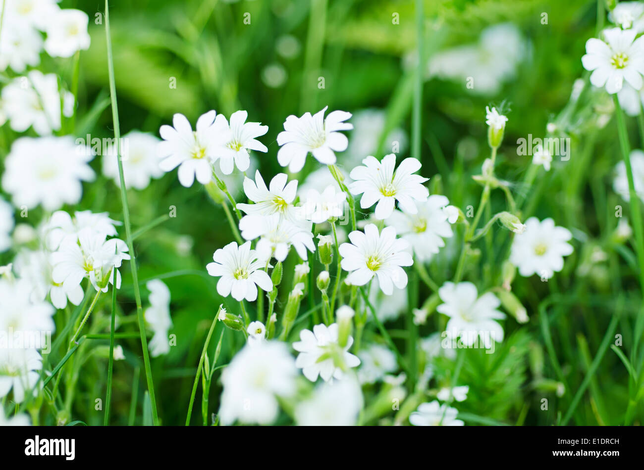 Spring white flowers Stock Photo - Alamy