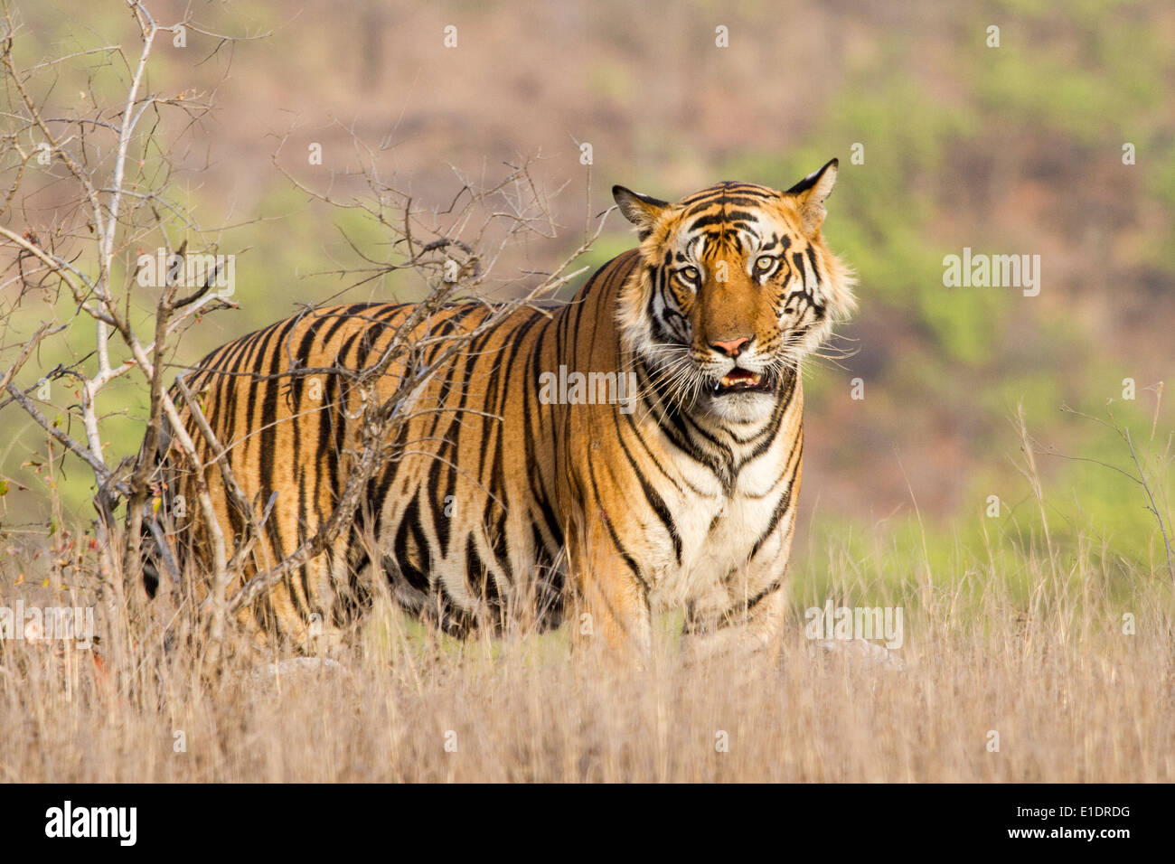 Male tiger standing hi-res stock photography and images - Alamy