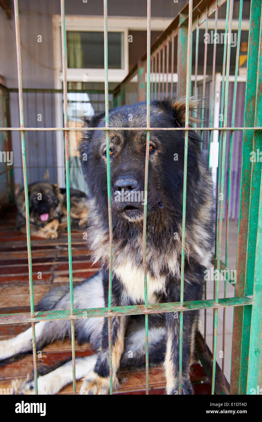 China, Beijing, dog and cat market of Dong Feng Xin Stock Photo - Alamy