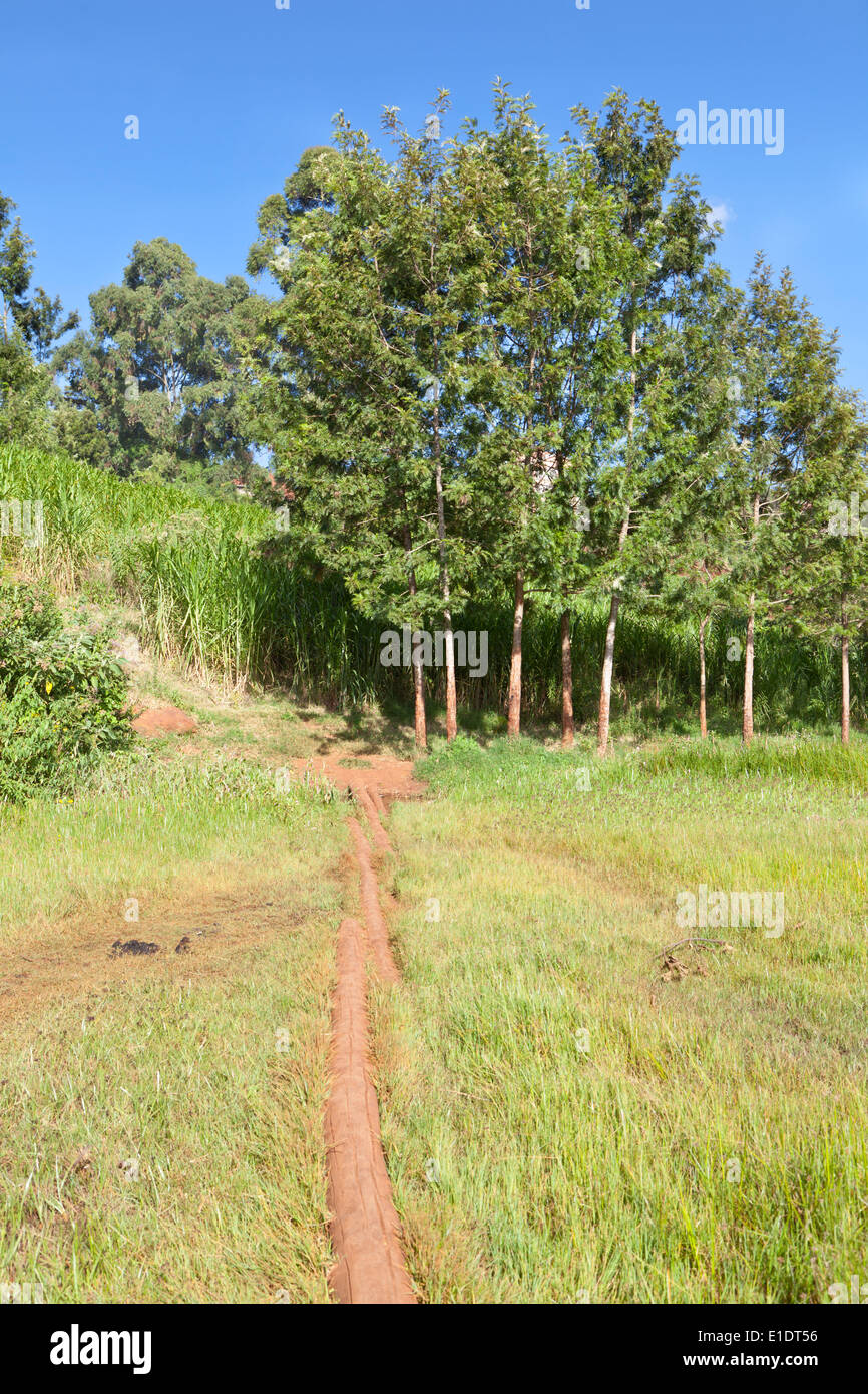 The famous Ondiri Swamp in Kikuyu near Nairobi in Kenya. The floating ...