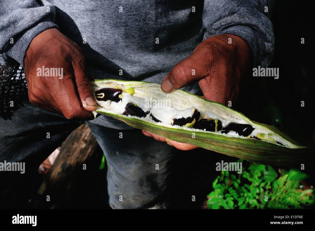 Guaba- Pacay fruit in Industria - PANGUANA . Department of Loreto .PERU ...