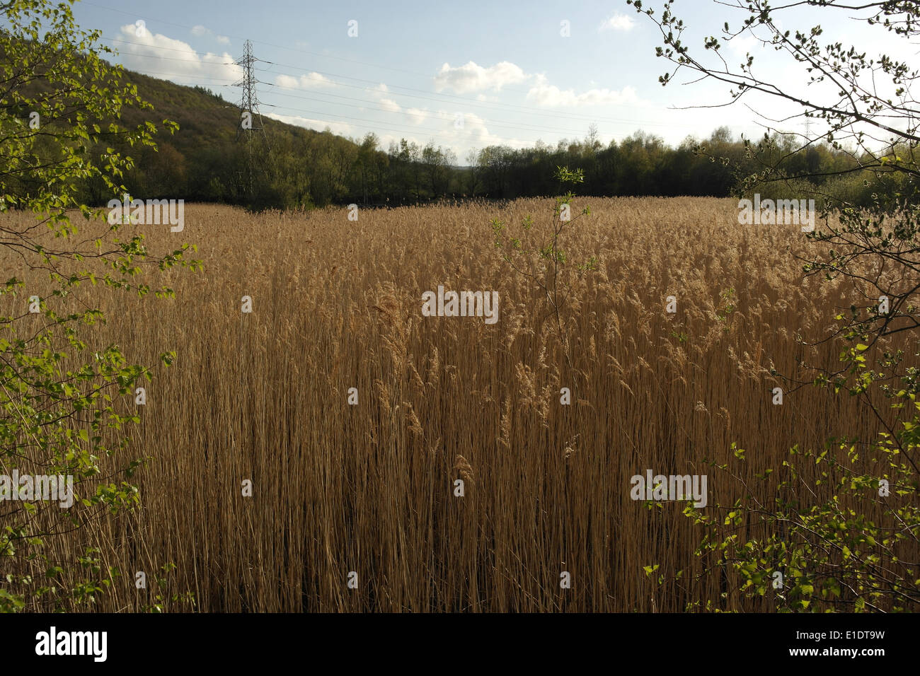 Blue sky evening view, looking west, tall reeds growing in wide valley ...