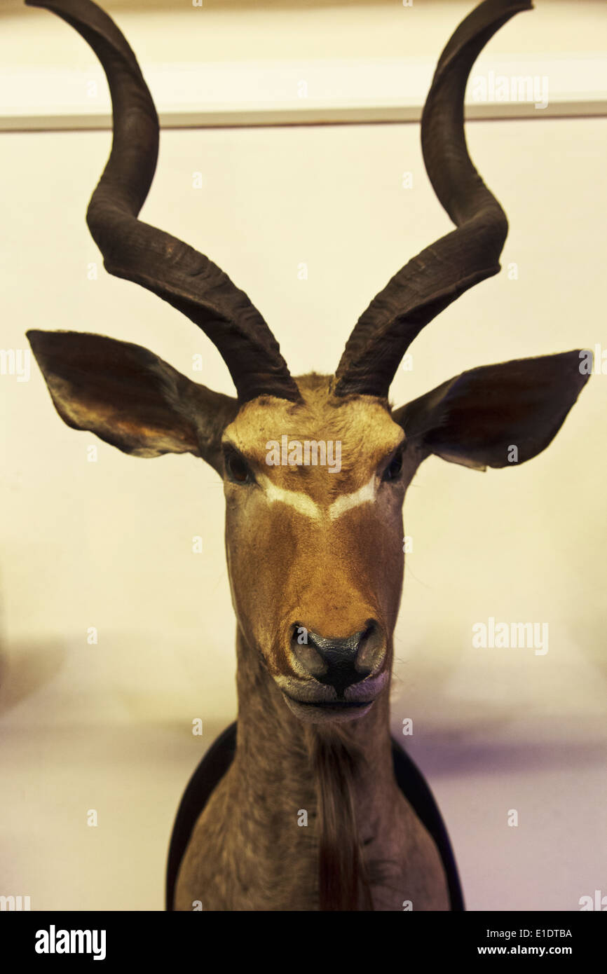 Giant Antelope display in the 'El Carmen' Natural History Museum in ...