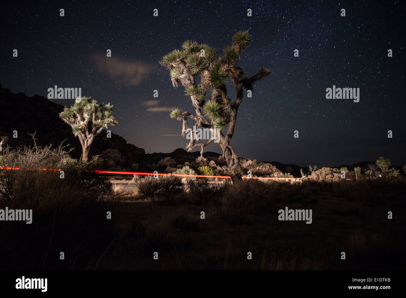 Joshua Trees illuminated at the side of the road Stock Photo - Alamy