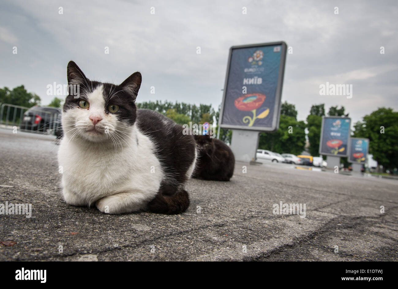 stray cats in front of Boryspil International Airport Terminal B near ...