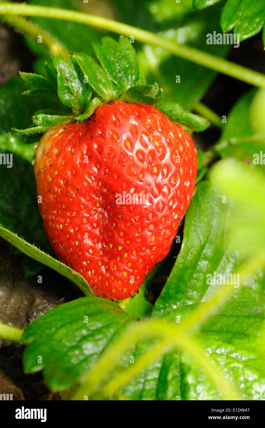 Red strawberry on bush hi-res stock photography and images - Alamy