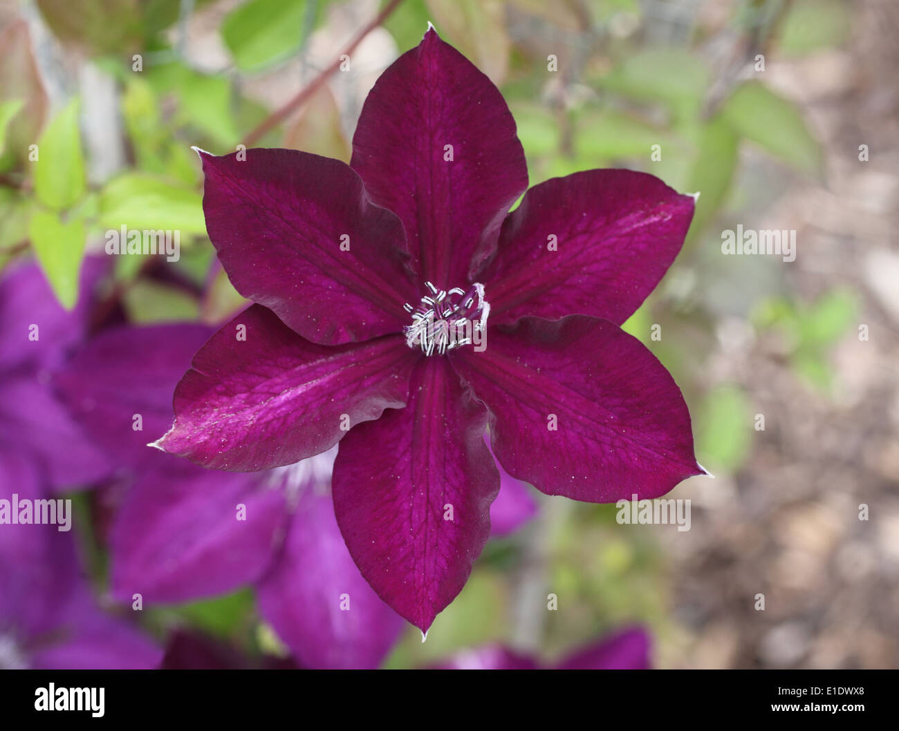 Amethyst flower hi-res stock photography and images - Alamy