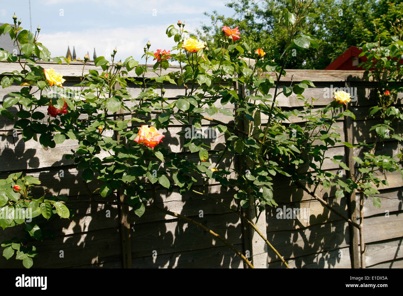 Climbing Rose Masquerade Worcester Worcestershire England UK Stock ...