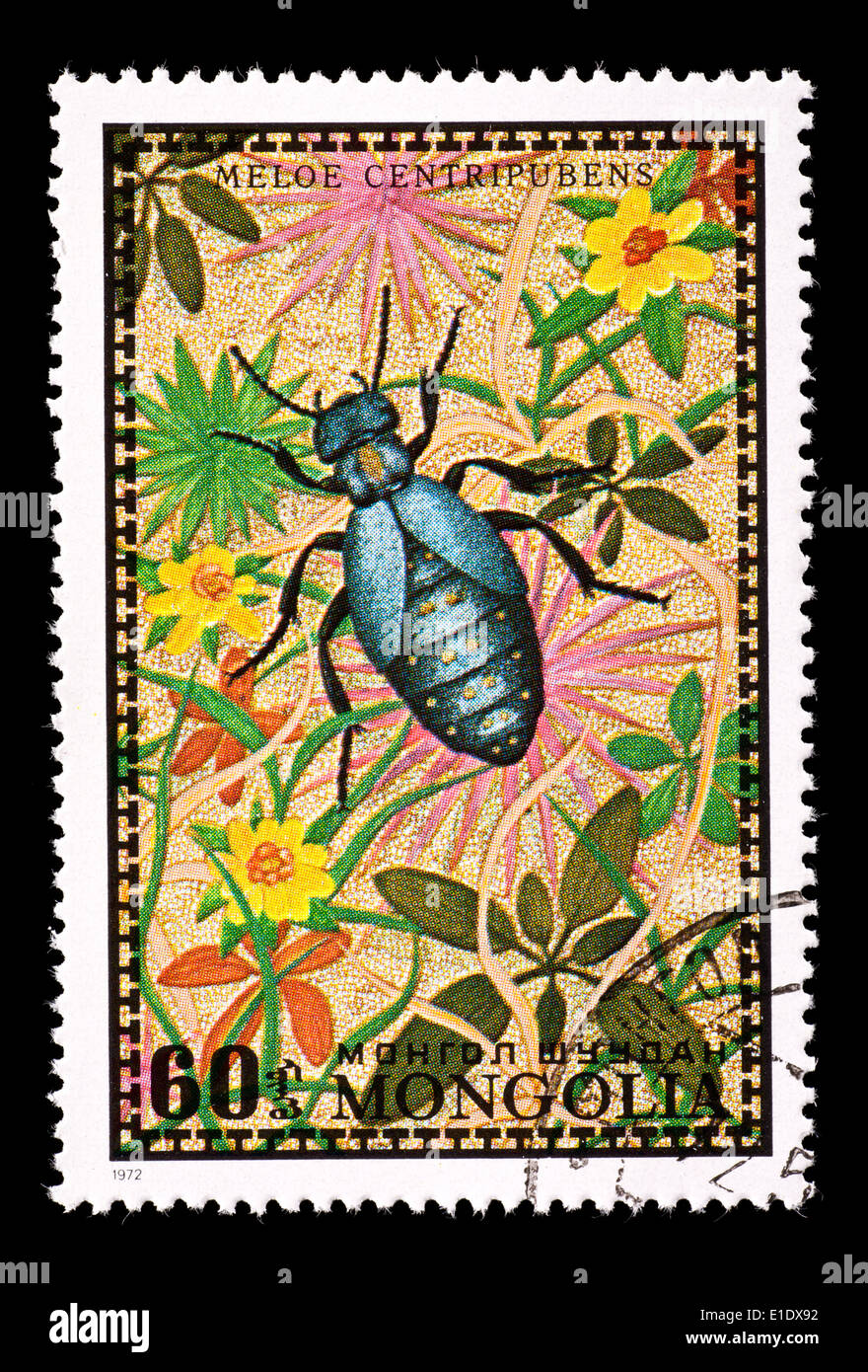 Postage stamp from Mongolia depicting a Meleo species beetle Stock ...