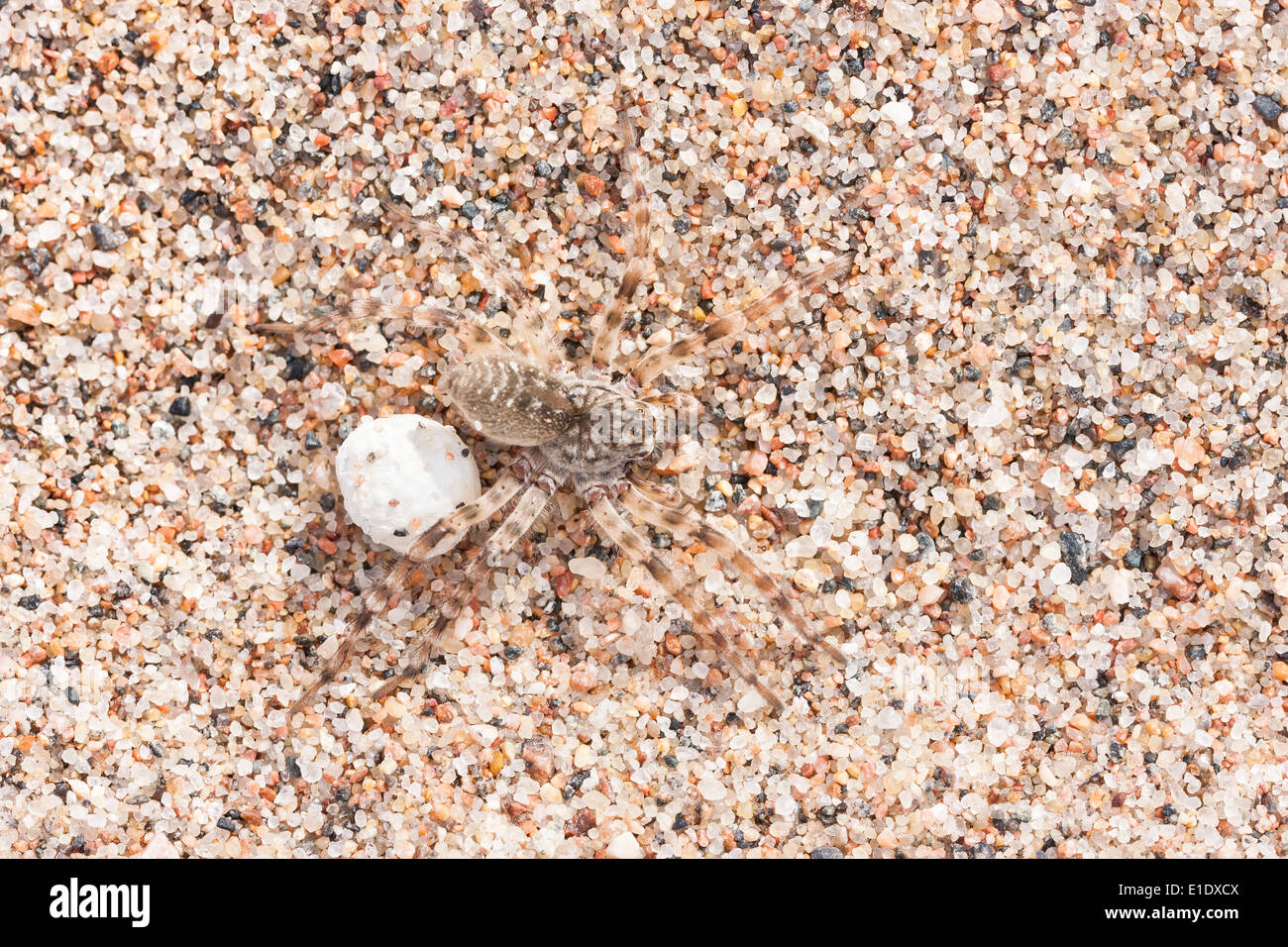 Big brown sand color spider at beach protects its egg Stock Photo - Alamy
