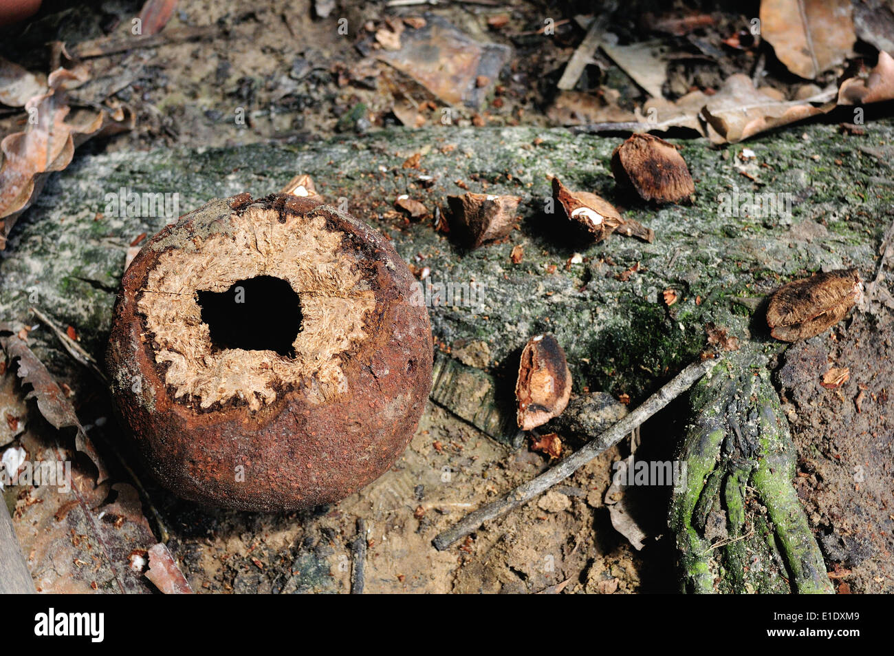 Brazil nut tree amazon rainforest hi-res stock photography and images ...