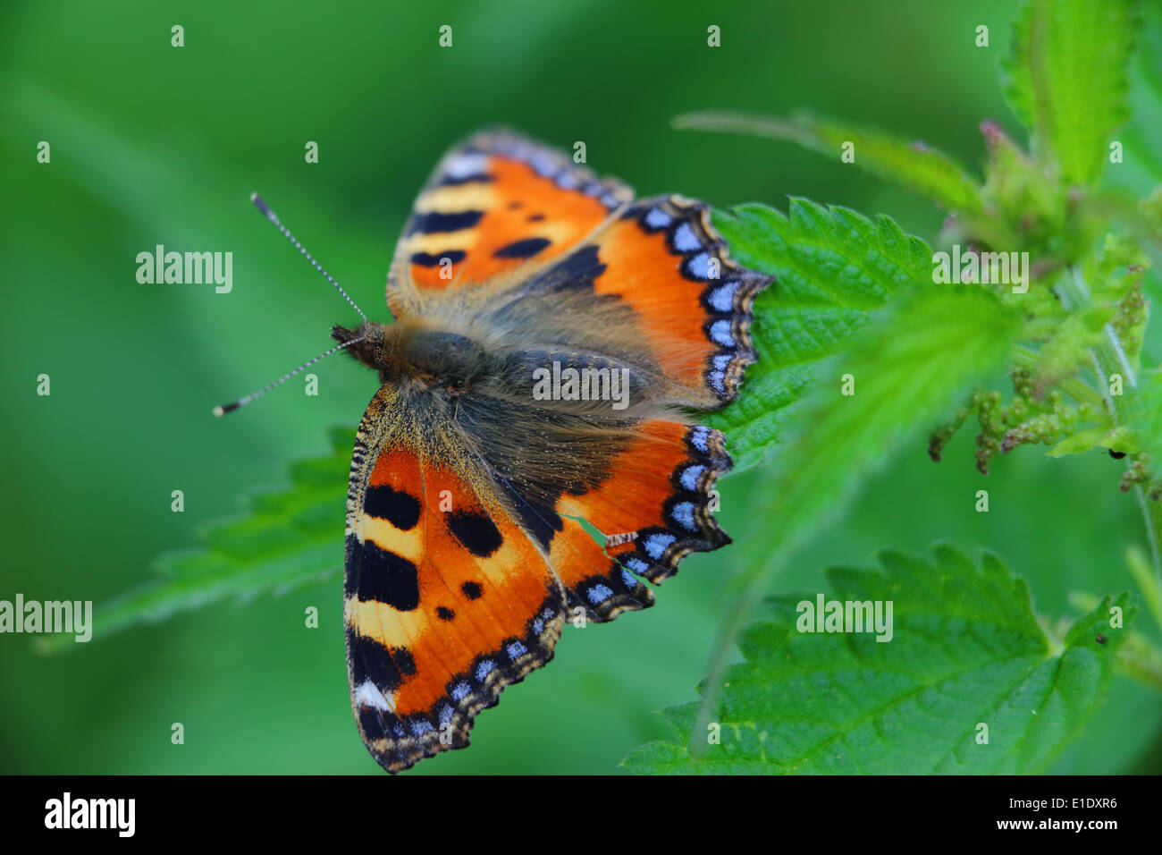 Tortoiseshell butterfly hi-res stock photography and images - Alamy