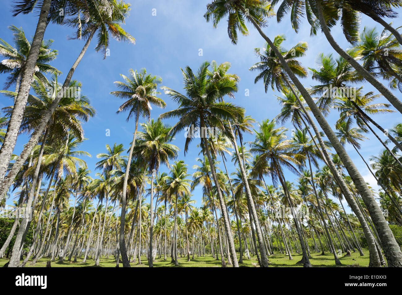 Grove of tall green coconut palm trees standing in bright blue tropical ...