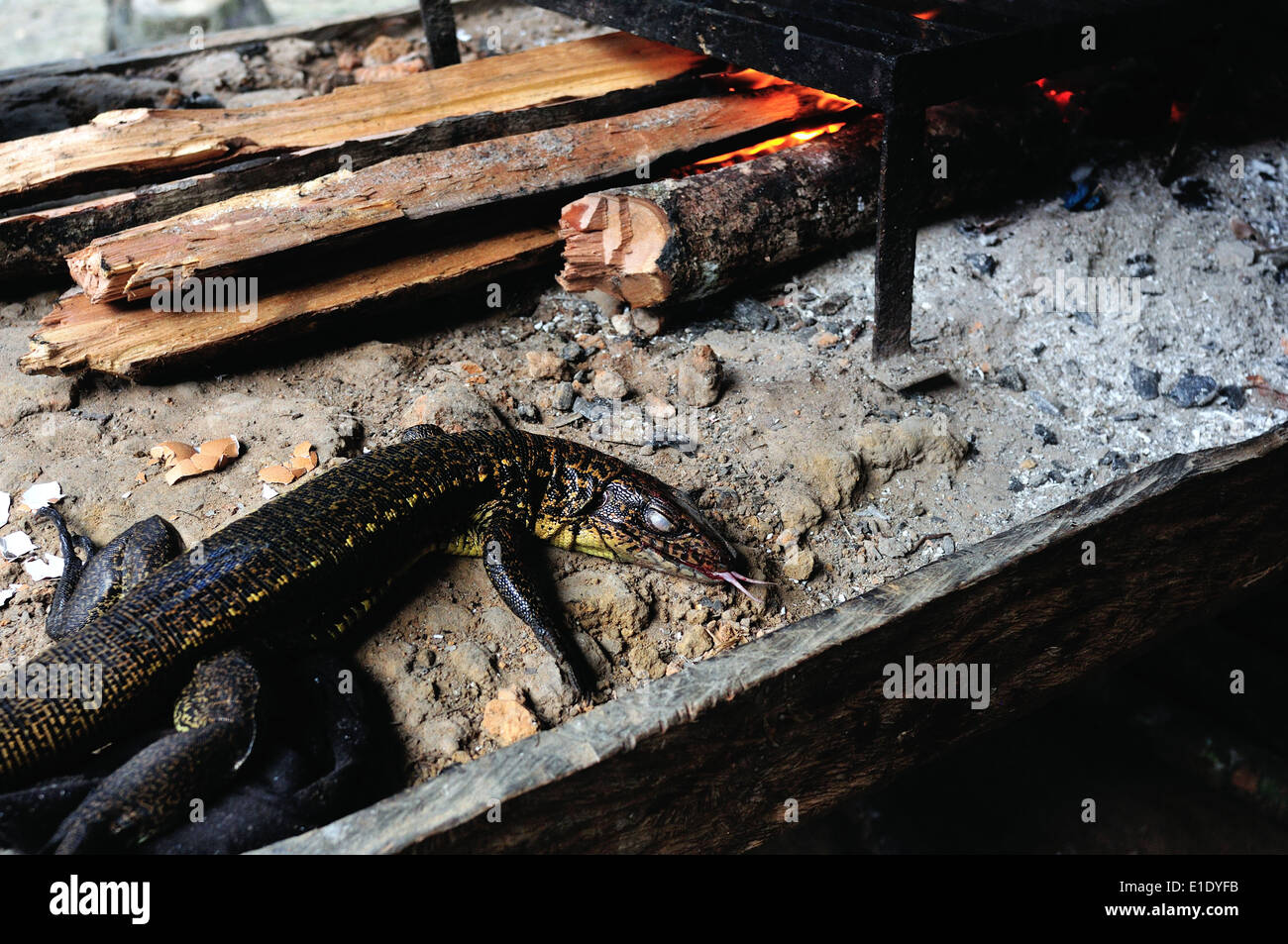 Amazon wood lizard hi-res stock photography and images - Alamy