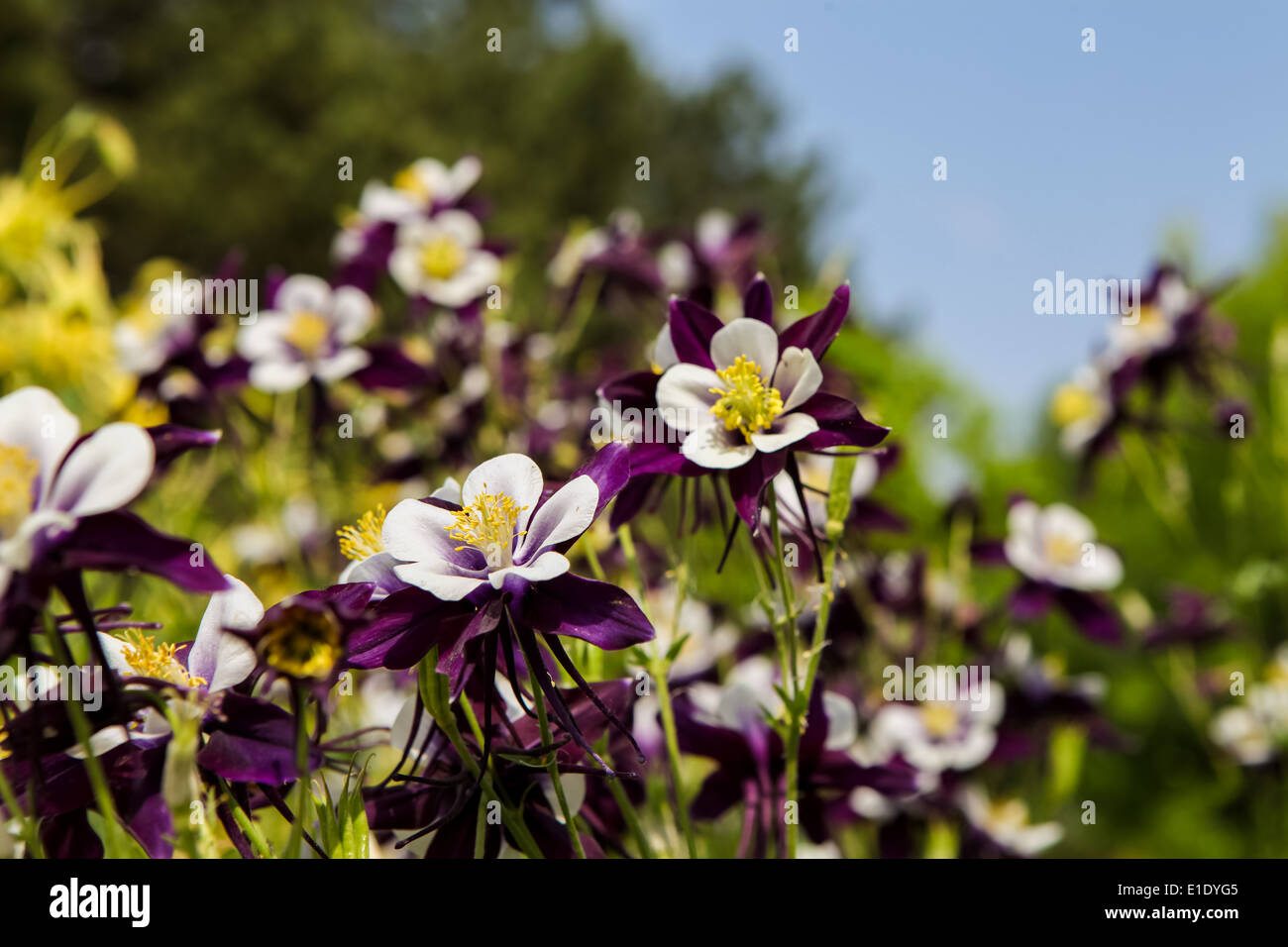 Purple aquilegia head hi-res stock photography and images - Alamy