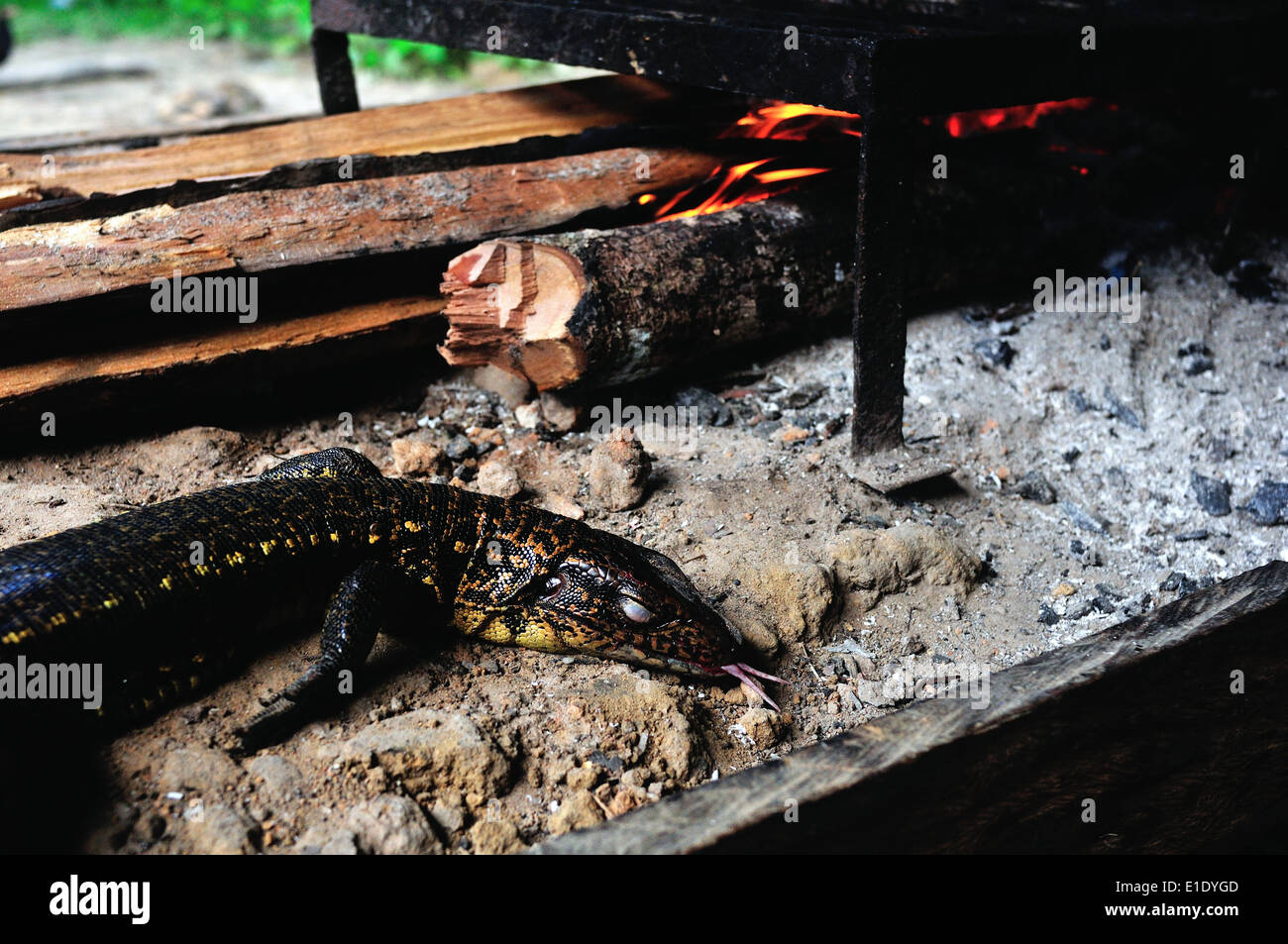 Amazon wood lizard hi-res stock photography and images - Alamy