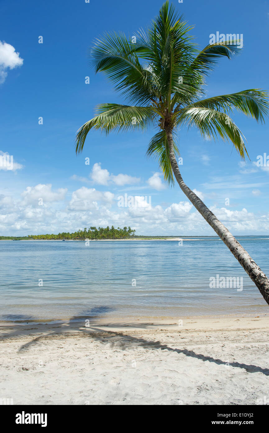 Palm tree with shadow on empty Brazilian beach in Bahia Nordeste Brazil ...