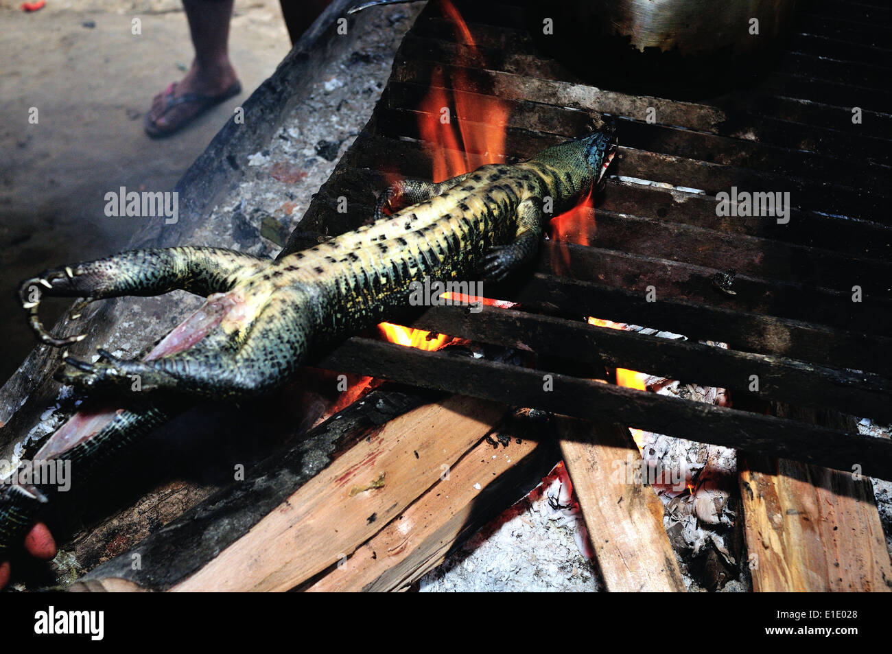 Amazon wood lizard hi-res stock photography and images - Alamy