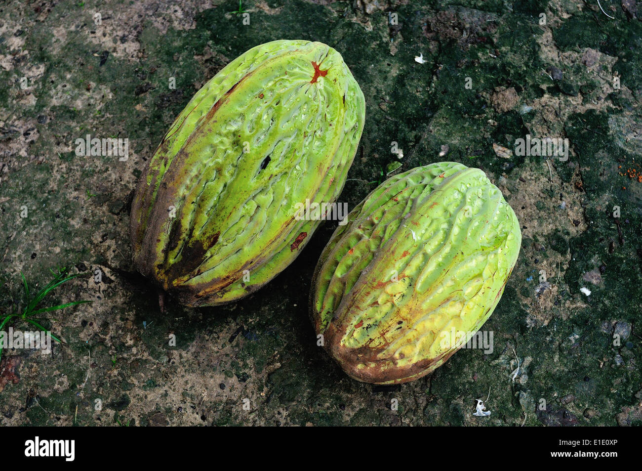 Macambos hi-res stock photography and images - Alamy