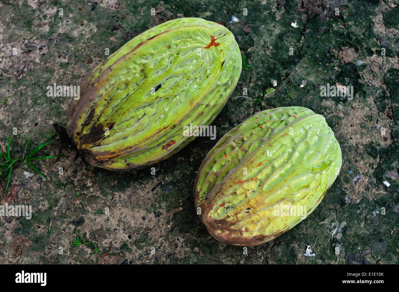 Macambo fruit- Type of Cocoa in Industria - PANGUANA . Department of ...