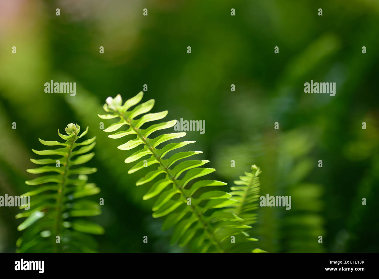 the bright green leaves of ferns on the green background. close up ...