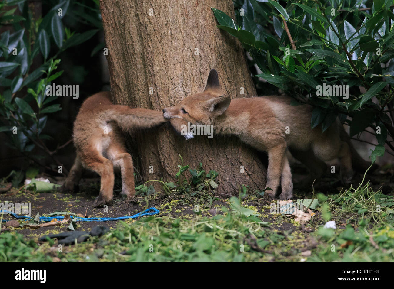 Fox cub tail pulling Stock Photo - Alamy