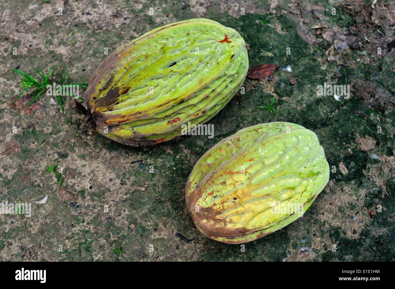 Macambos hi-res stock photography and images - Alamy