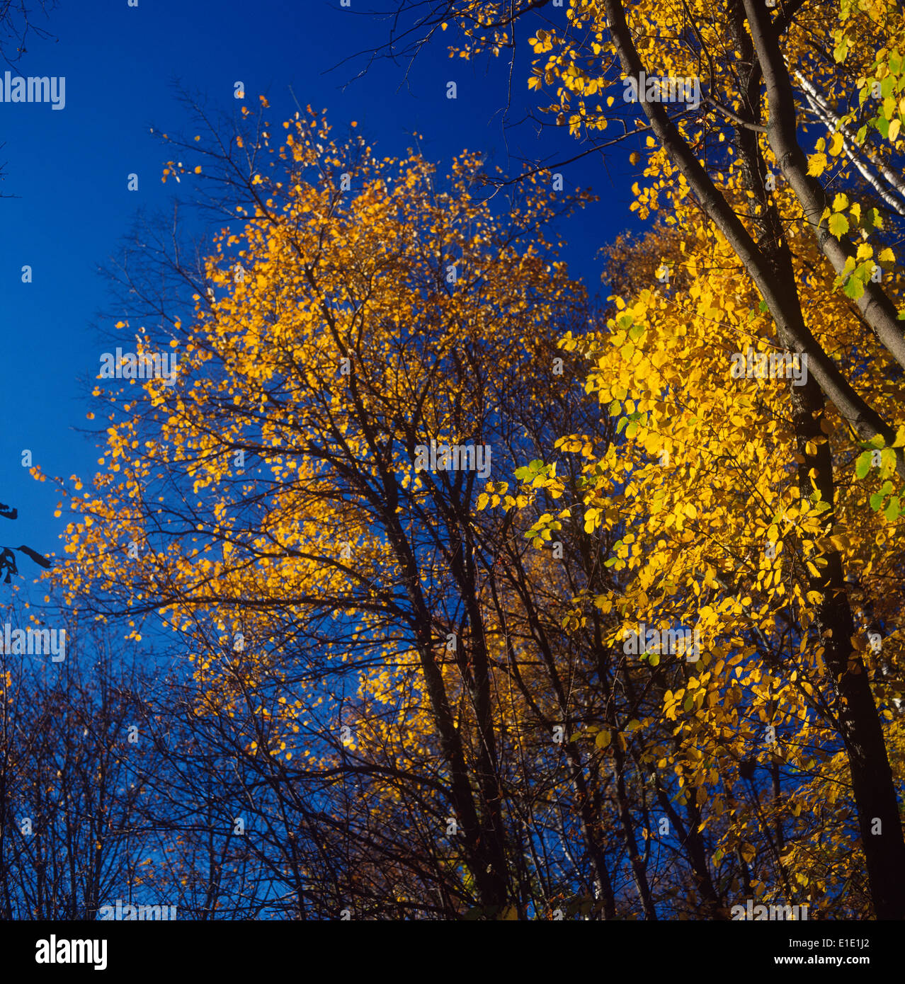 Autumn trees on blue sky background Stock Photo - Alamy