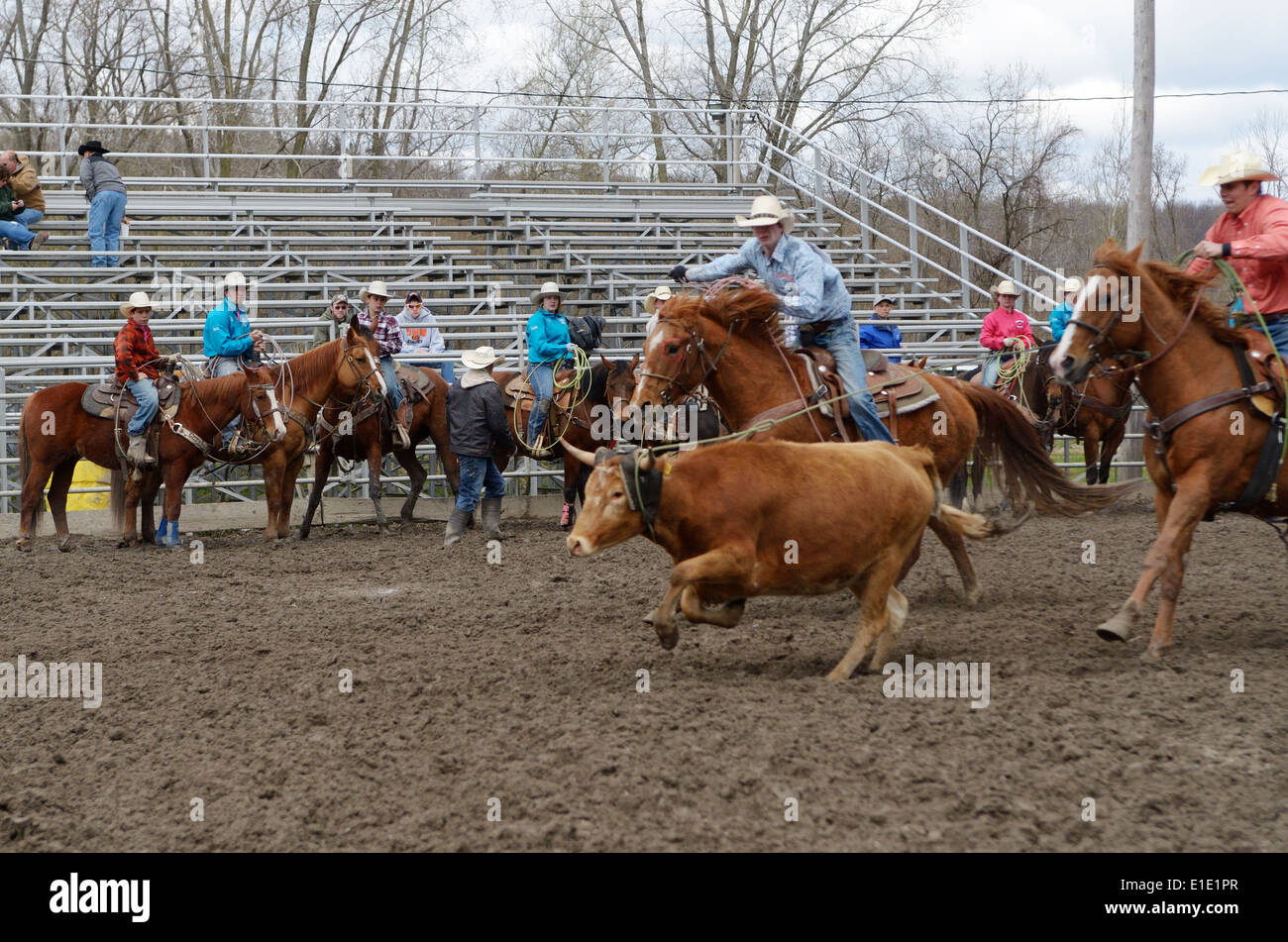 Two boys compete in roping calves at Teenage Rodeo Stock Photo - Alamy