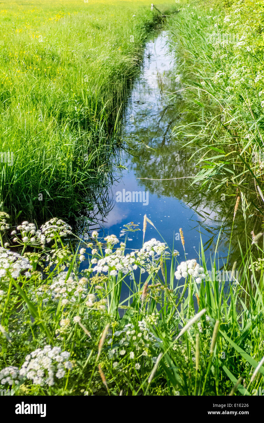 Congested flood protection drainage ditch in the UK Stock Photo - Alamy