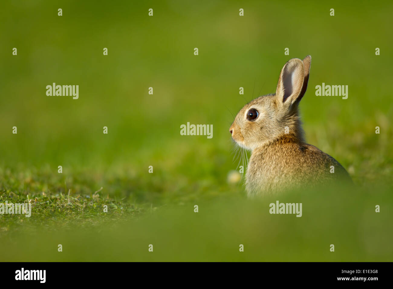 Rabbit warren hi-res stock photography and images - Alamy