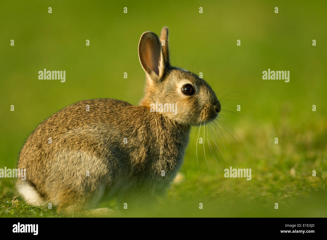 Rabbit warren hi-res stock photography and images - Alamy