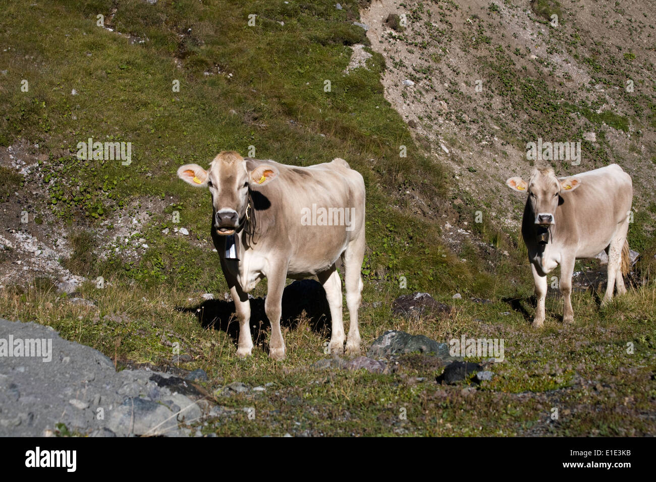Brown swiss cow hi-res stock photography and images - Alamy