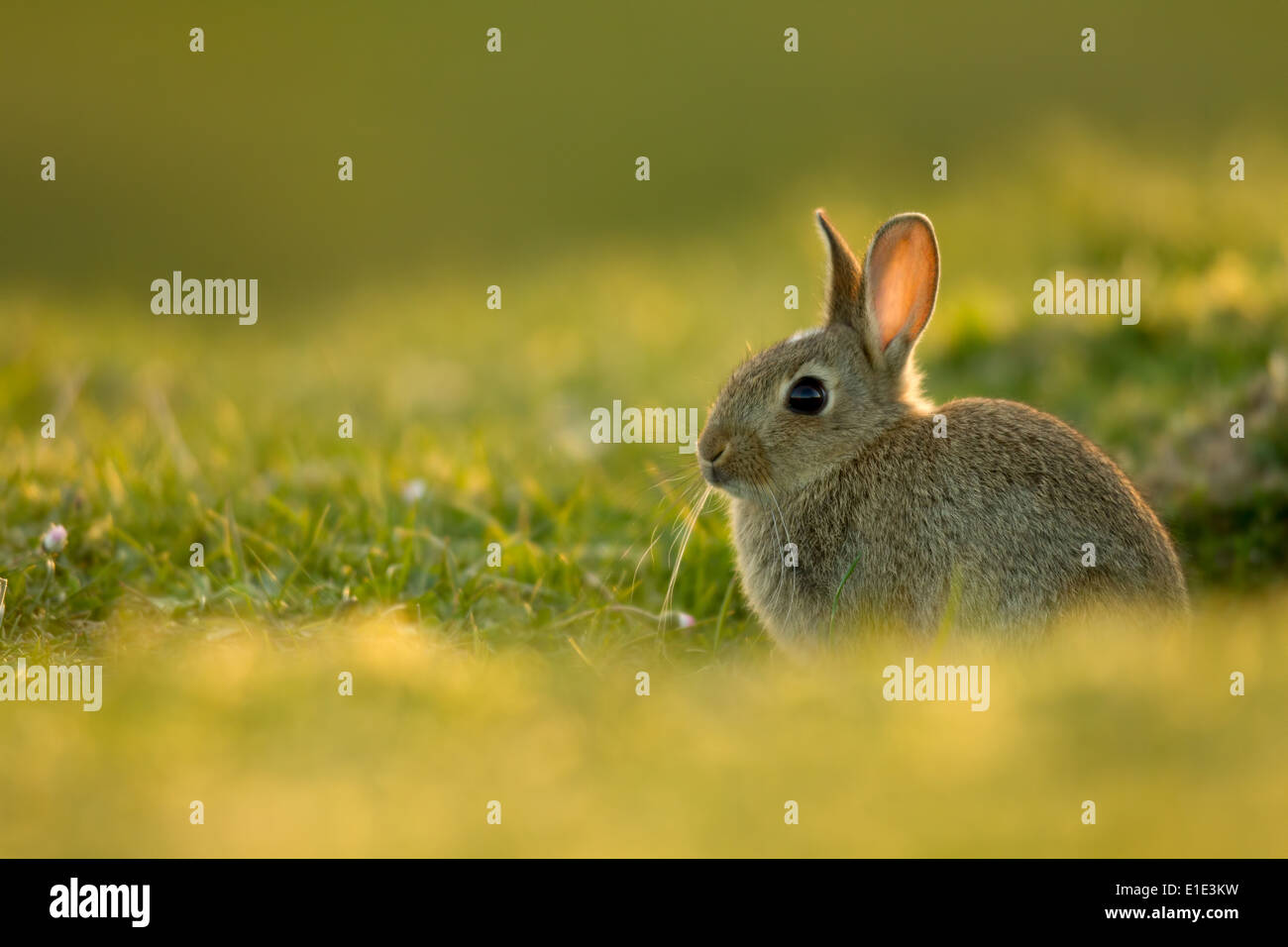 Rabbit warren hi-res stock photography and images - Alamy