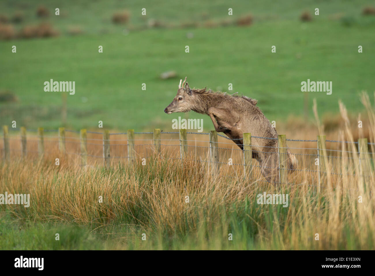 Action fence leap jump hi-res stock photography and images - Alamy