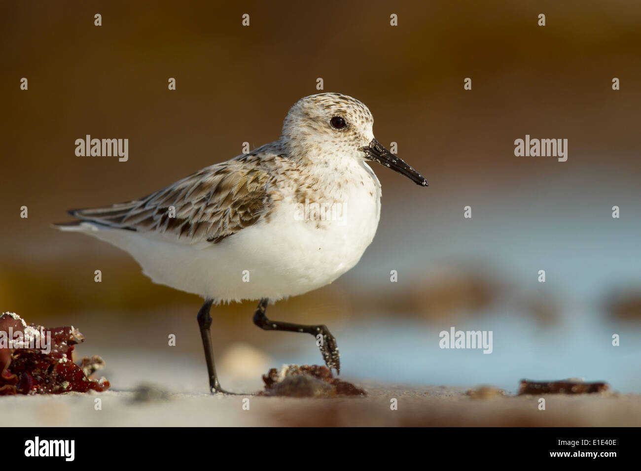 Sanderling breeding plumage on beach hi-res stock photography and ...
