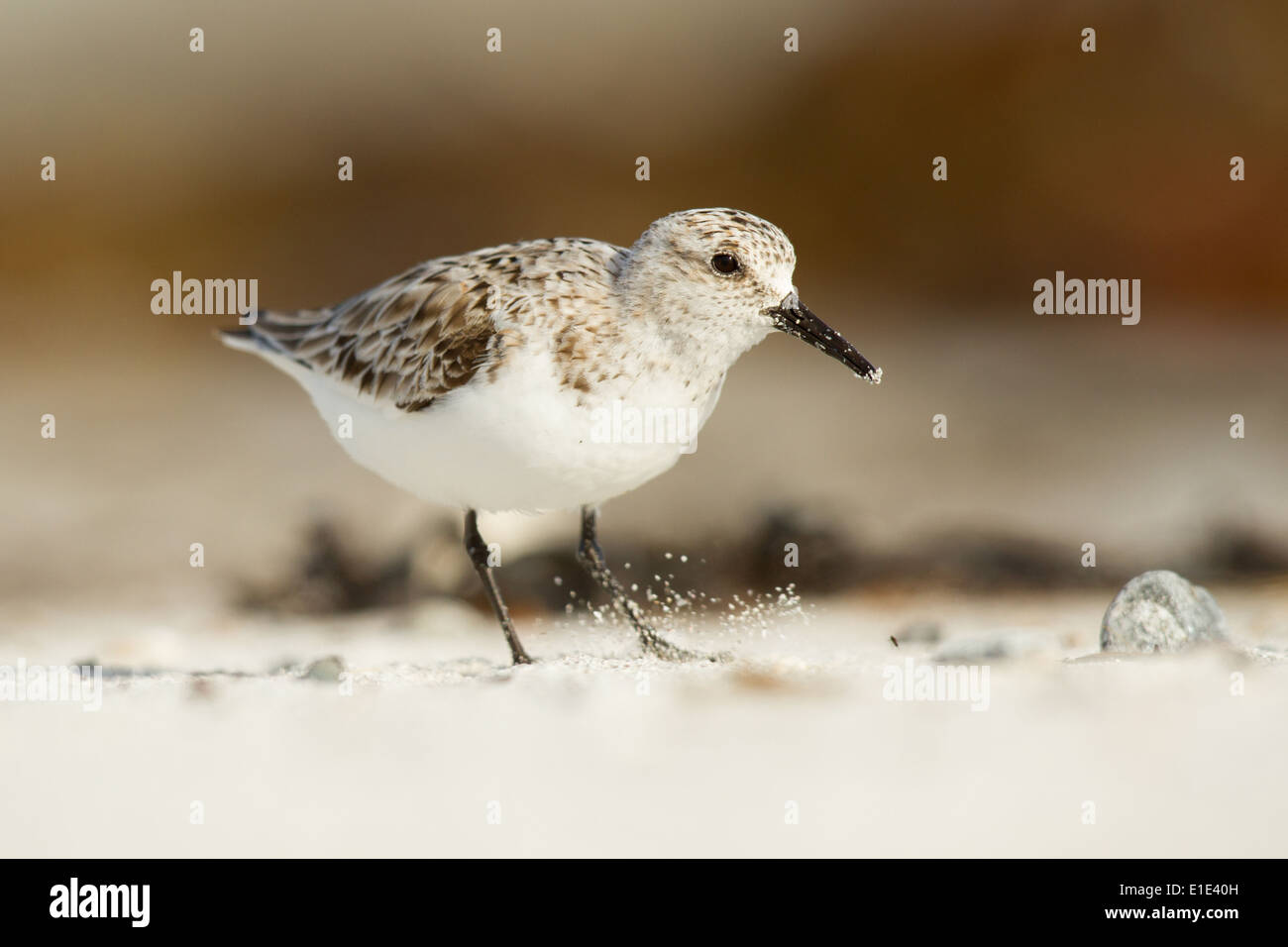 Sanderling summer breeding plumage hi-res stock photography and images ...