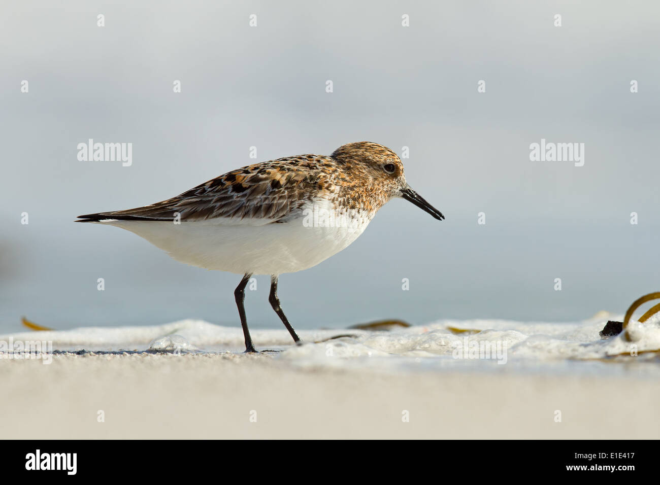 Sanderling breeding plumage on beach hi-res stock photography and ...