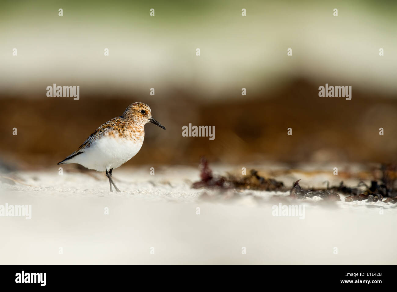 Sanderling (Calidris alba) Summer plumage, North Uist, Outer Hebrides ...
