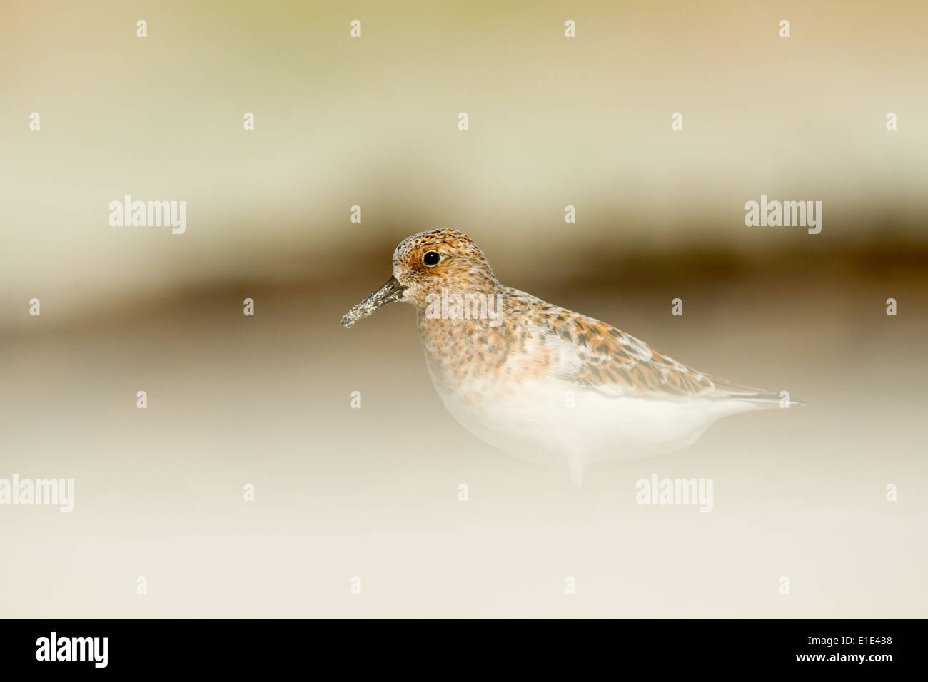 Sanderling (Calidris alba) Summer plumage, North Uist, Outer Hebrides ...