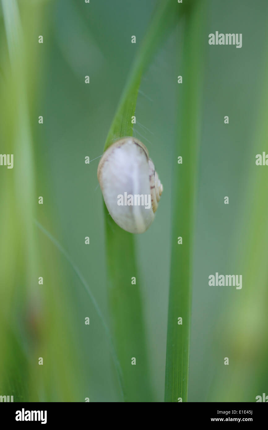 Snail perspective hi-res stock photography and images - Alamy