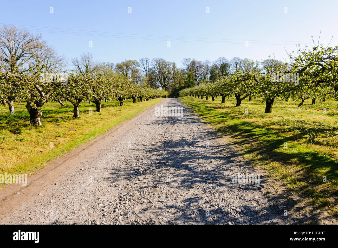 Apple trees in bloom in a County Armagh orchard Stock Photo - Alamy