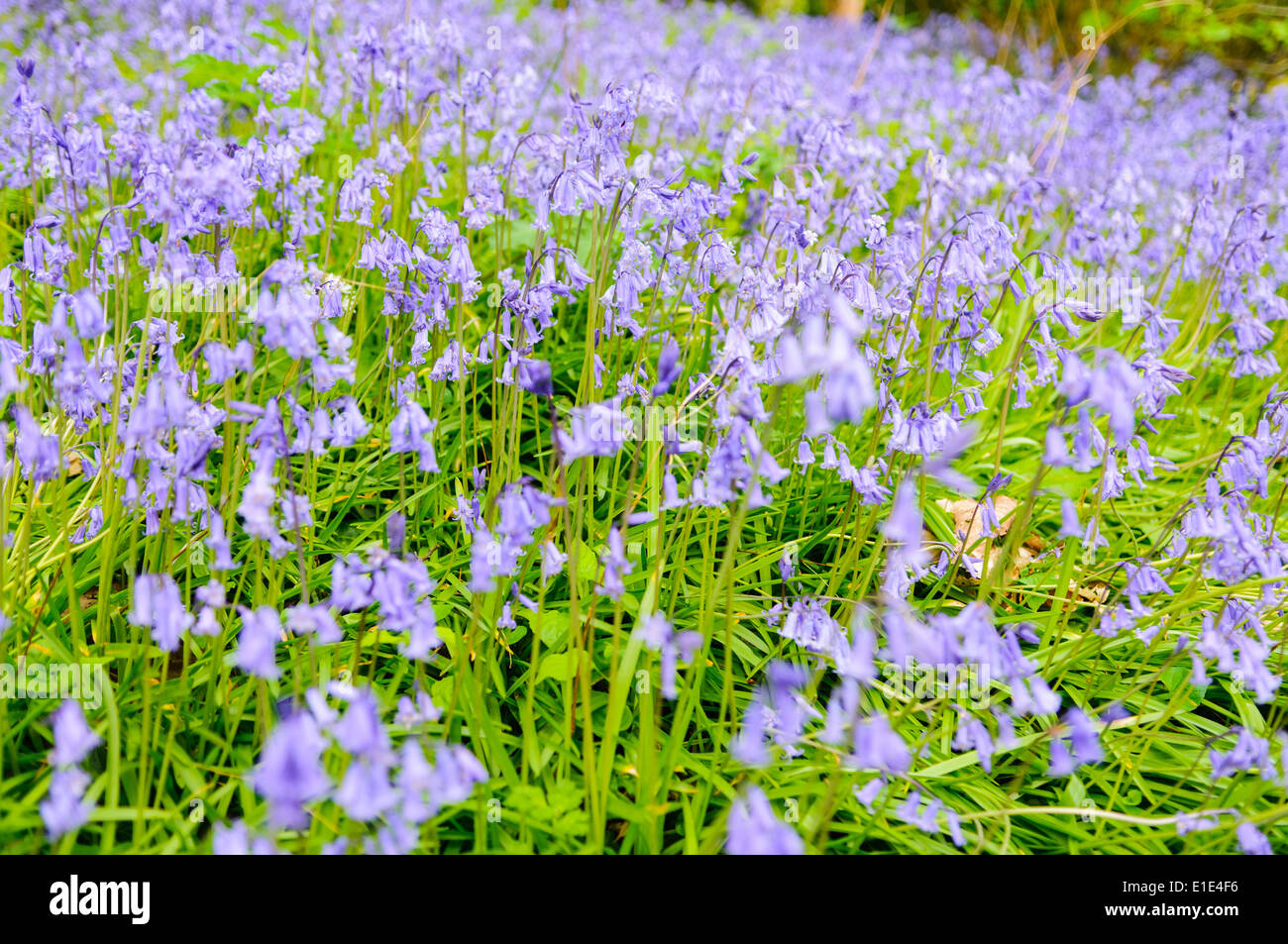 Field Of Blue Bells High Resolution Stock Photography and Images - Alamy