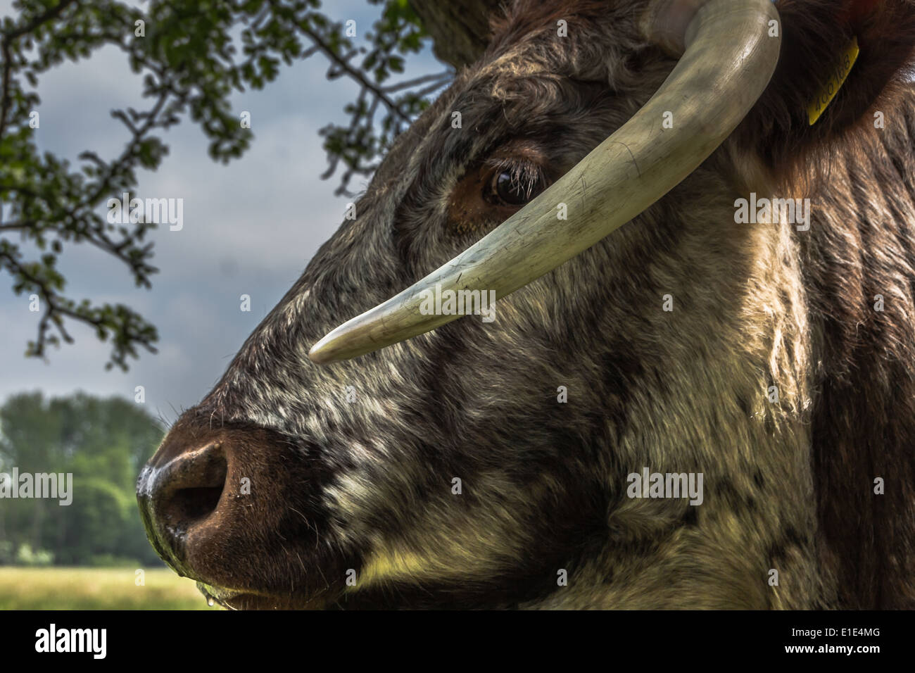 A close up bull portrait in Oxford, UK Stock Photo - Alamy